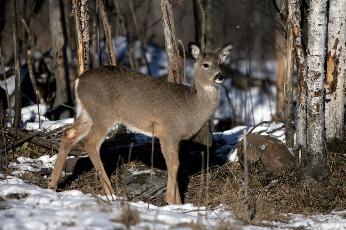 What Type of Deer Is Bambi? - White-Tailed Deer