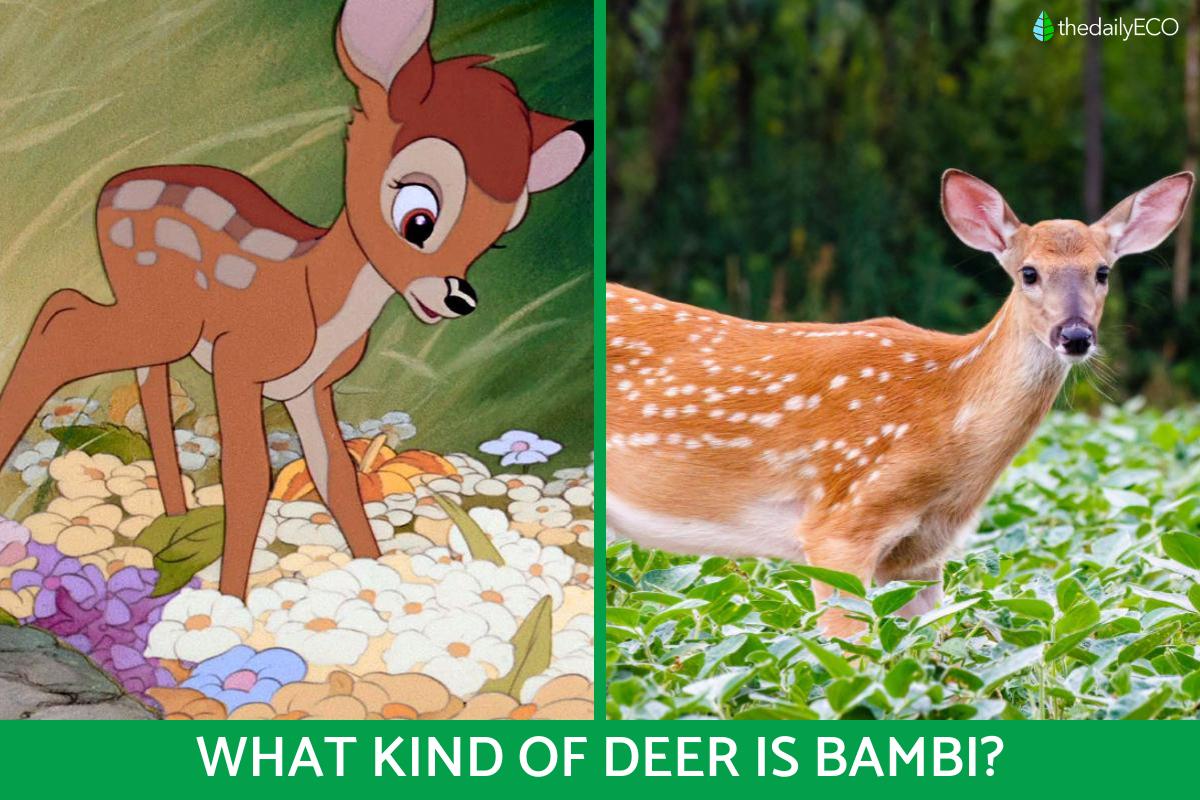 What Type of Deer Is Bambi? - White-Tailed Deer