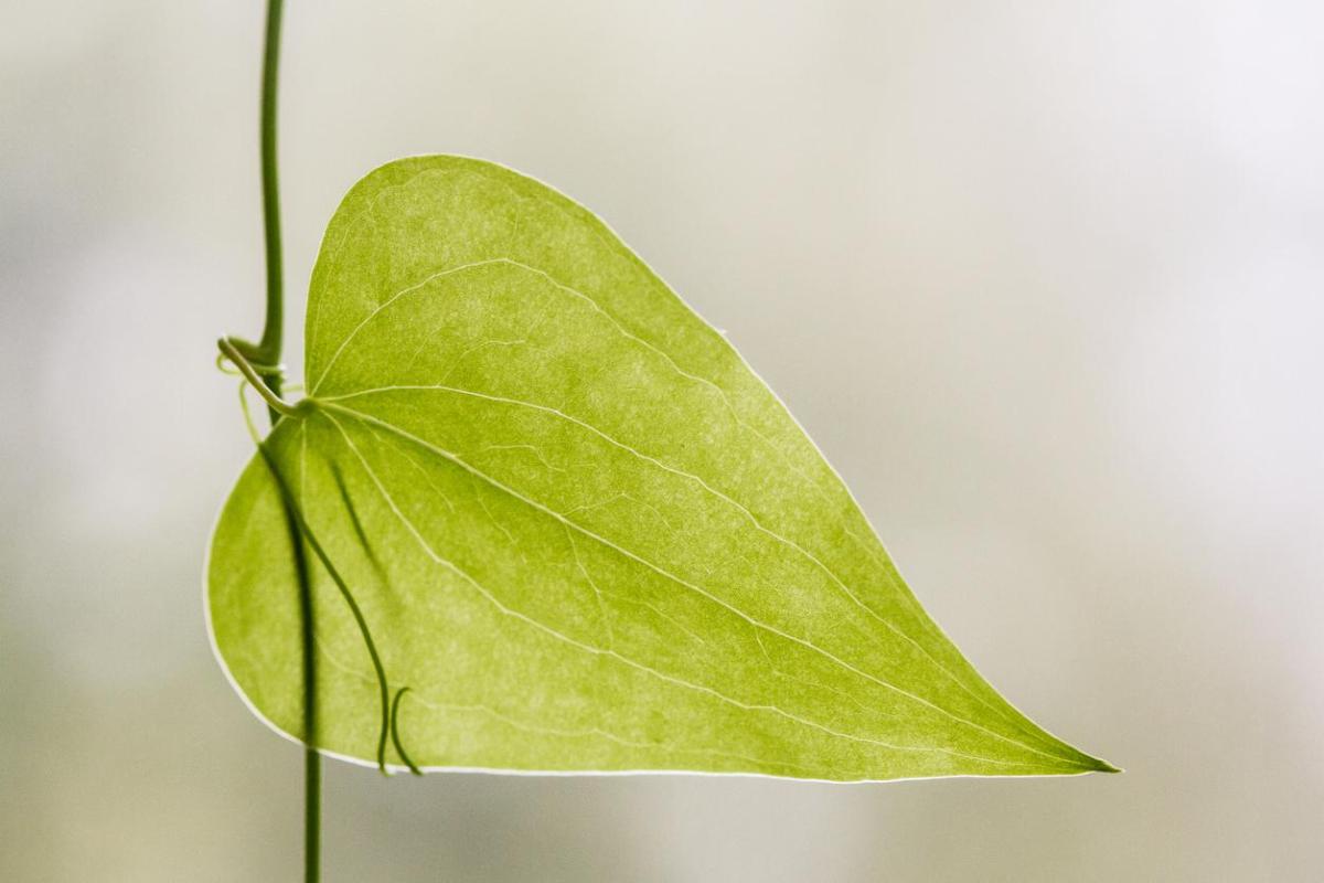 What Are the Stomata of a Plant? - Definition, Functions and Types