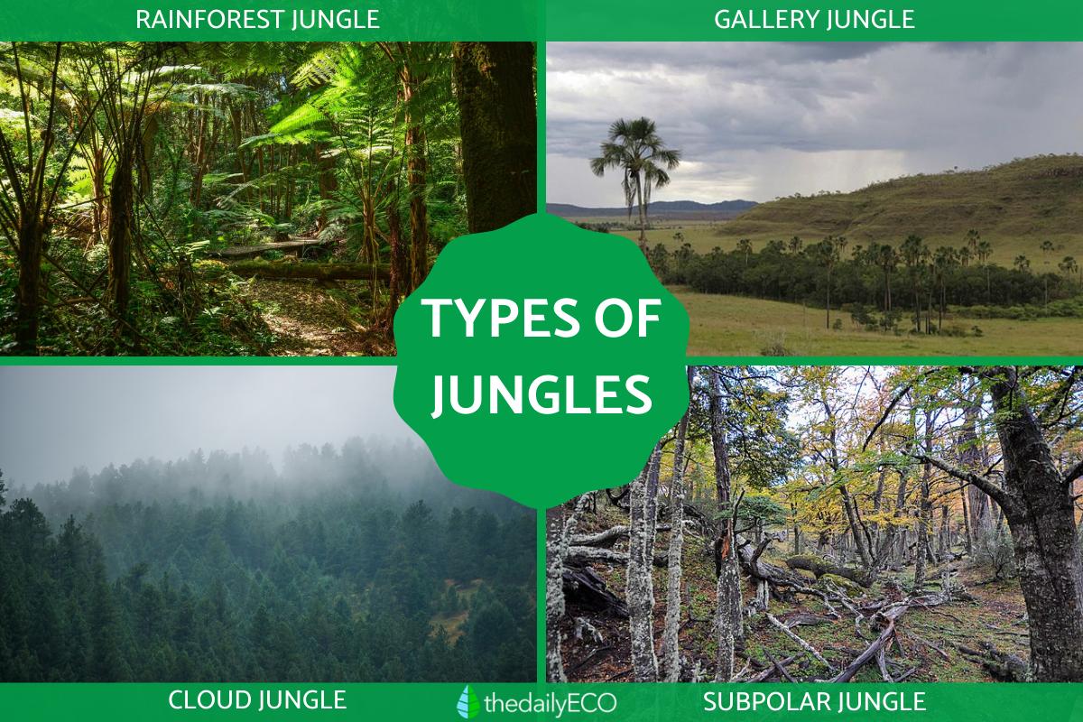 Different Types of Jungles - Examples of Jungle Types With Photos