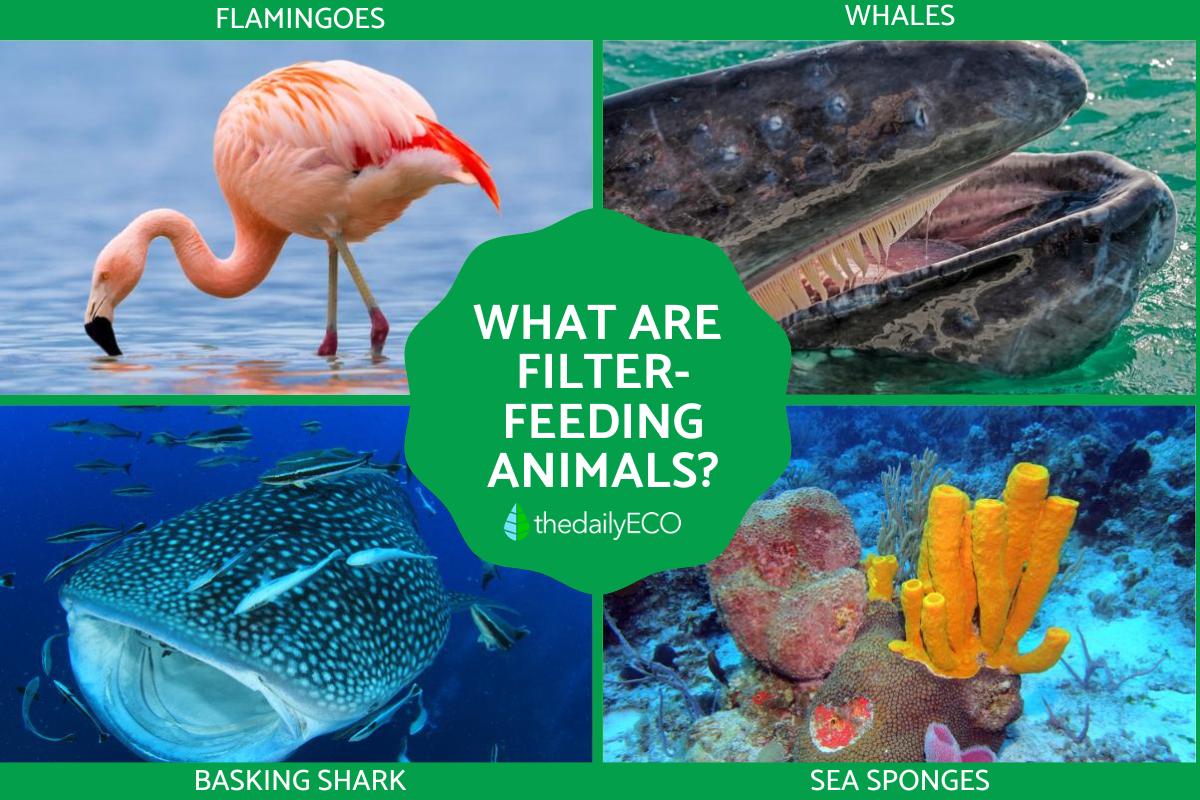 What Are Filter Feeding Animals? - How They Eat, Types and Examples
