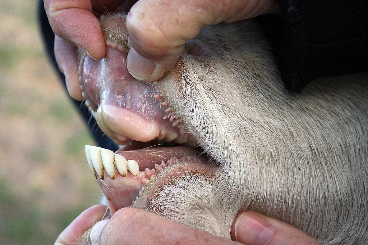 Do Cows Have Teeth on the Top of Their Mouth? - Cow Dentition