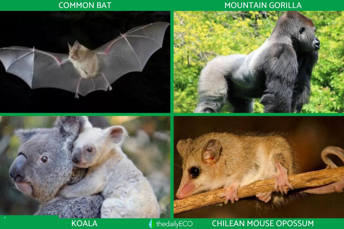 Understanding Mammals - Key Characteristics, Types & Examples
