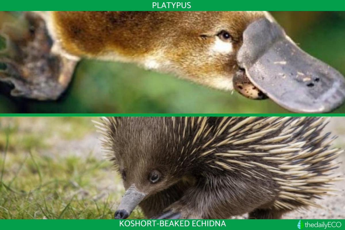 Understanding Mammals - Key Characteristics, Types & Examples