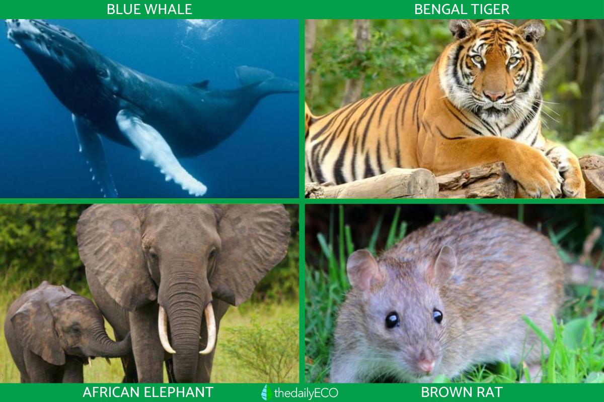 Understanding Mammals - Key Characteristics, Types & Examples