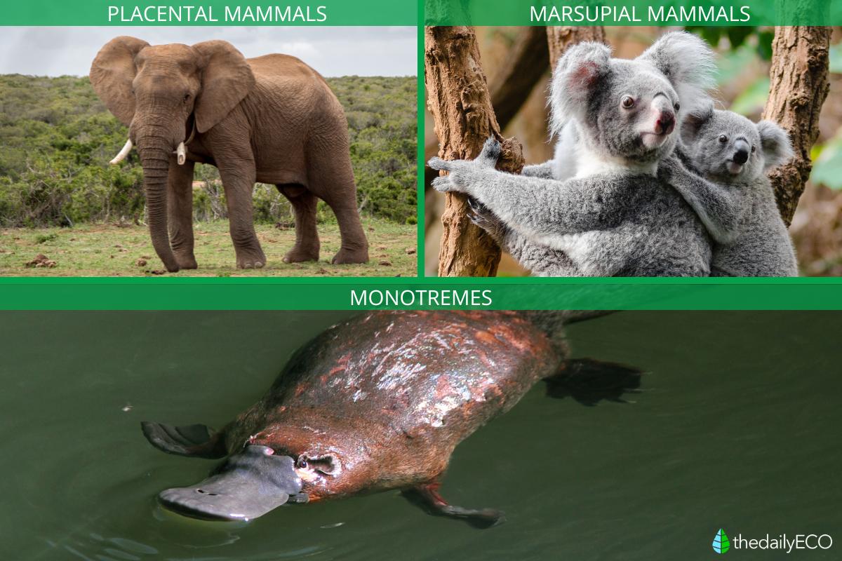Understanding Mammals - Key Characteristics, Types & Examples