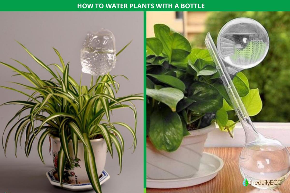 How to Water Indoor Plants While on Vacation - 7 Tips and Tricks
