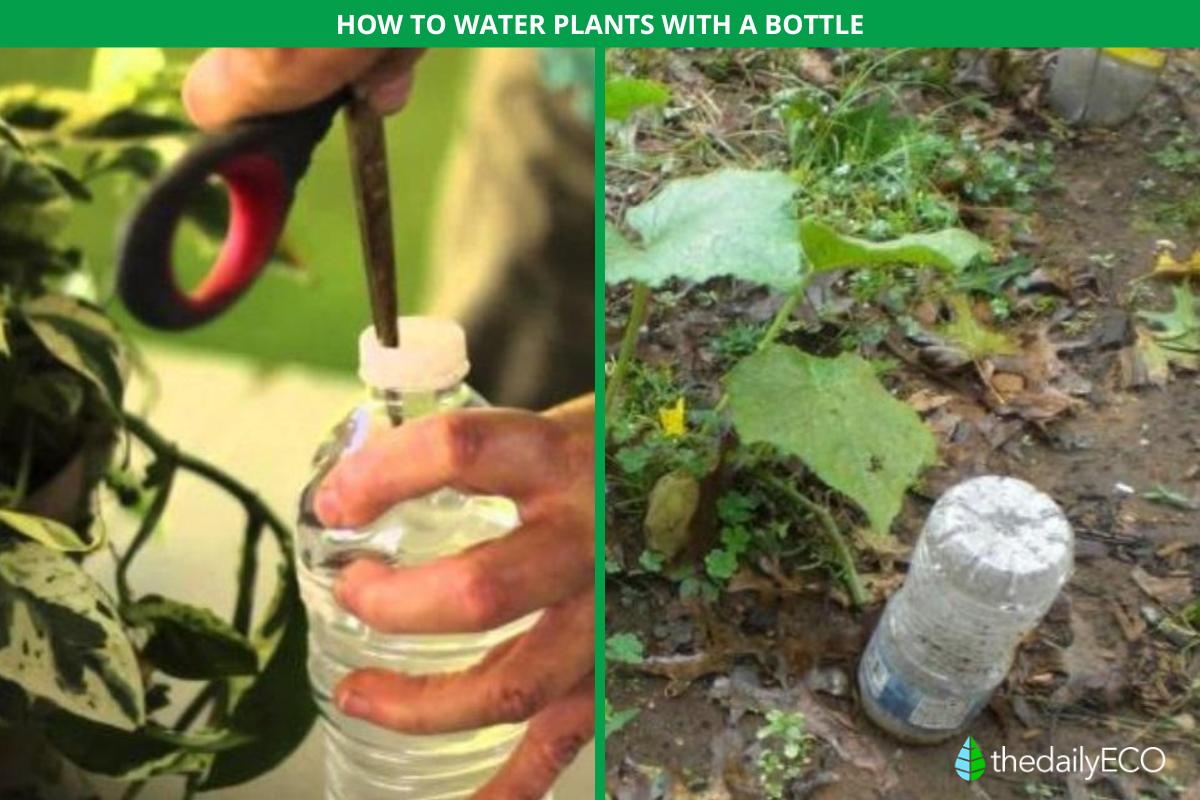 How to Water Indoor Plants While on Vacation - 7 Tips and Tricks