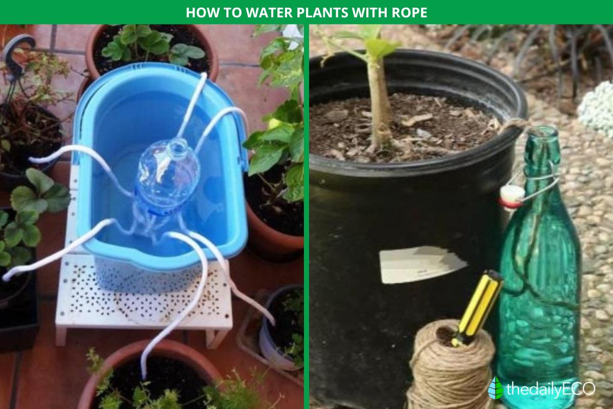 How to Water Indoor Plants While on Vacation - 7 Tips and Tricks