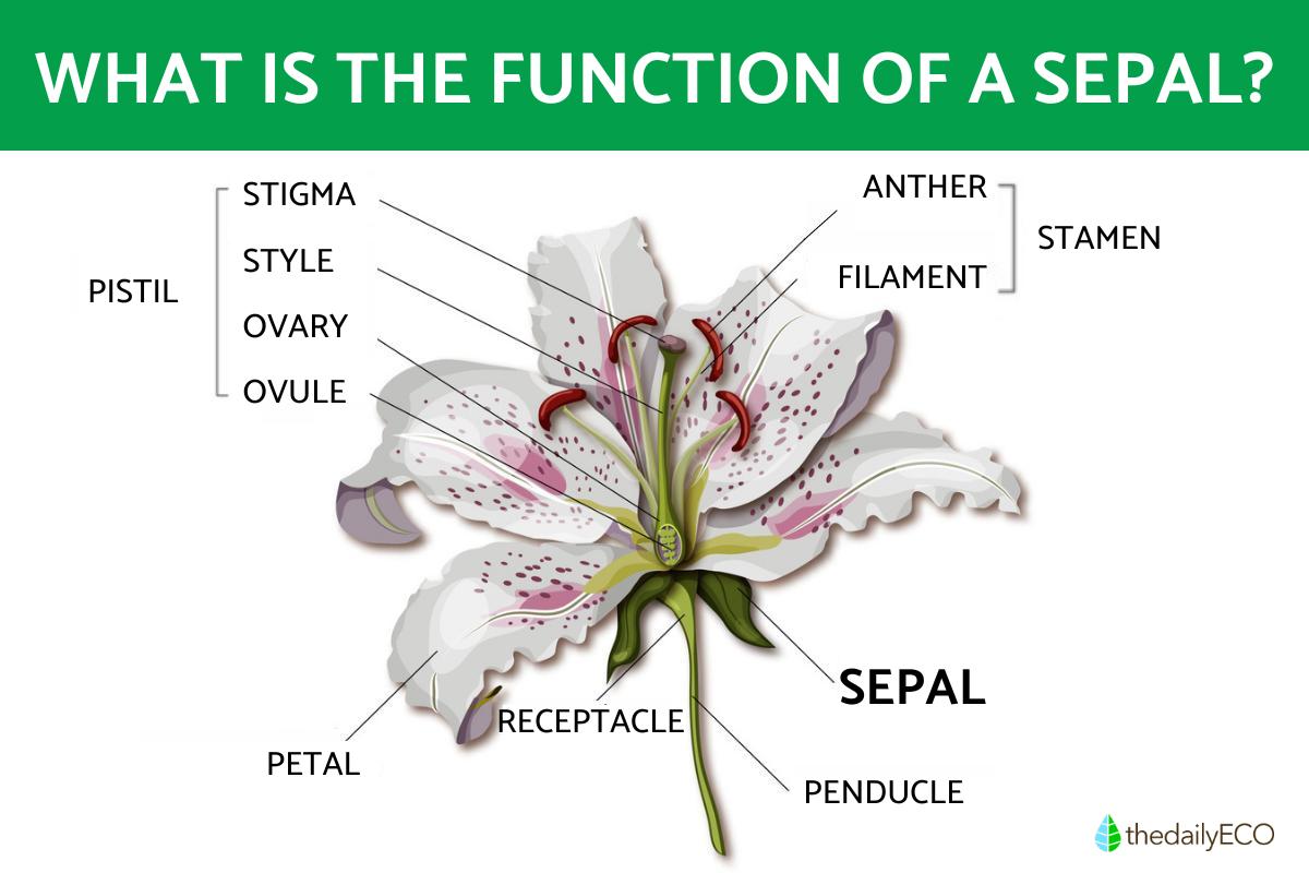 What Is the Function of Sepals in a Flower? - With Diagrams