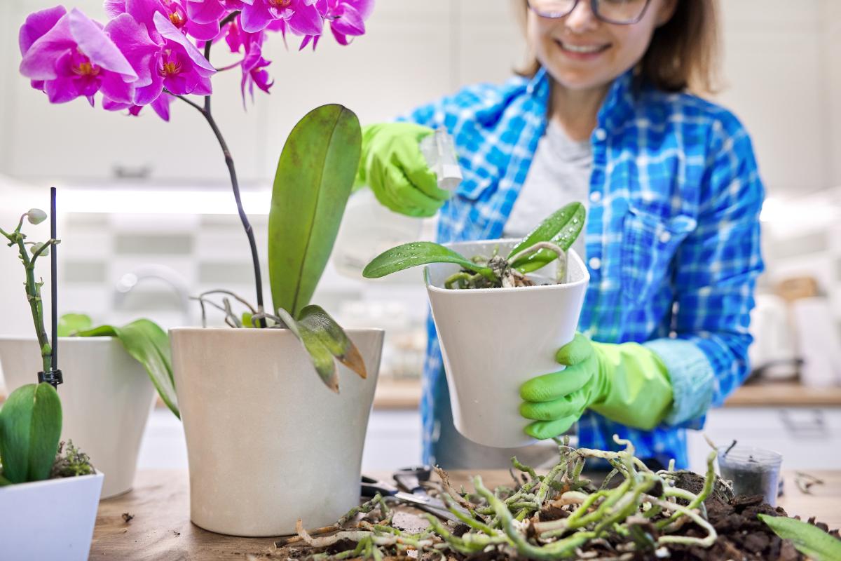 How and When to Repot an Orchid - Step-by-Step Guide