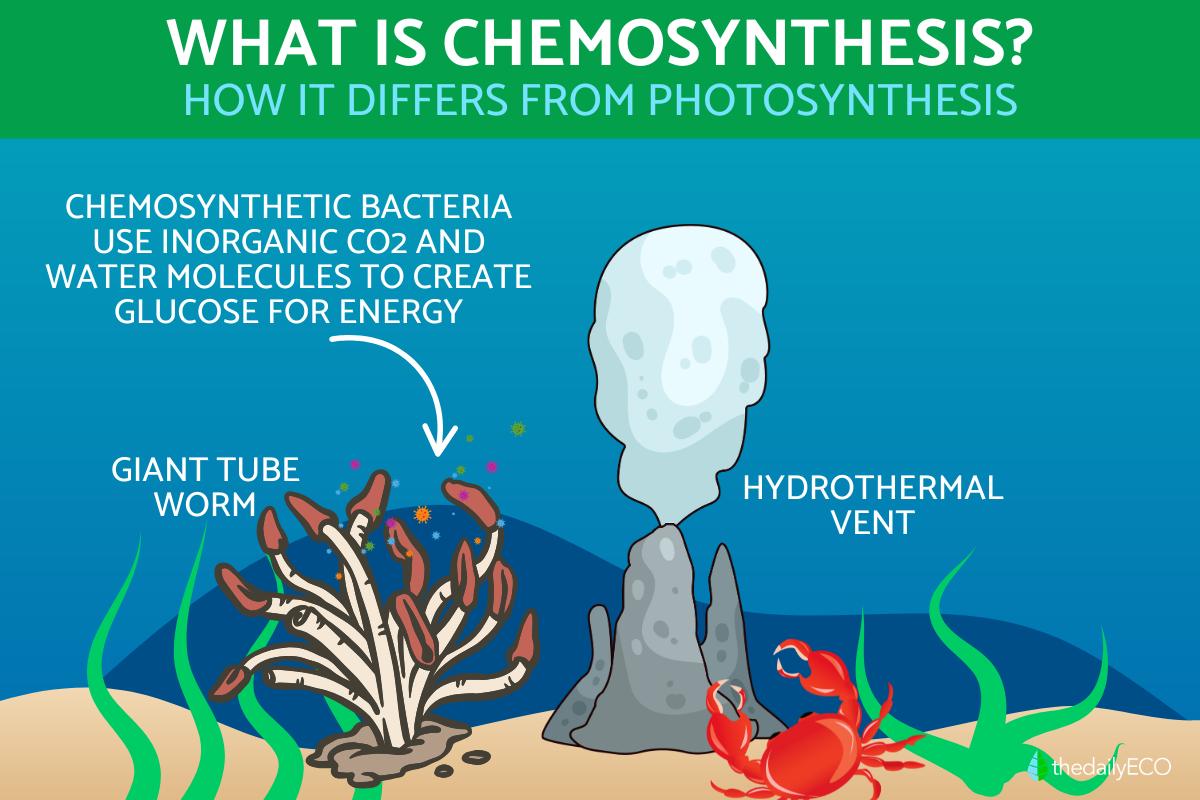 What Is Chemosynthesis and How Is It Different From Photosynthesis?