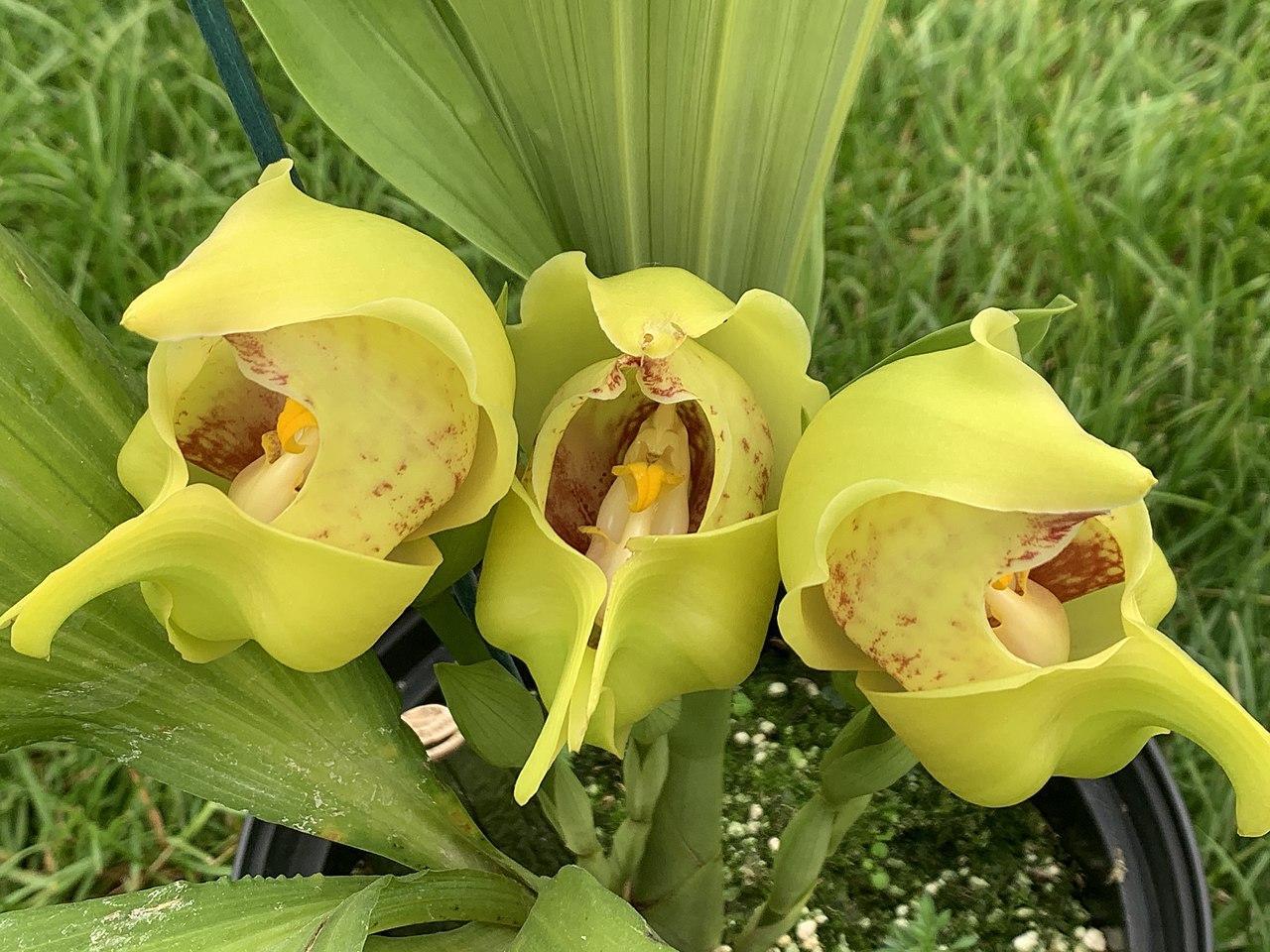 11 Rarest Orchids in the World - With Names and Photos