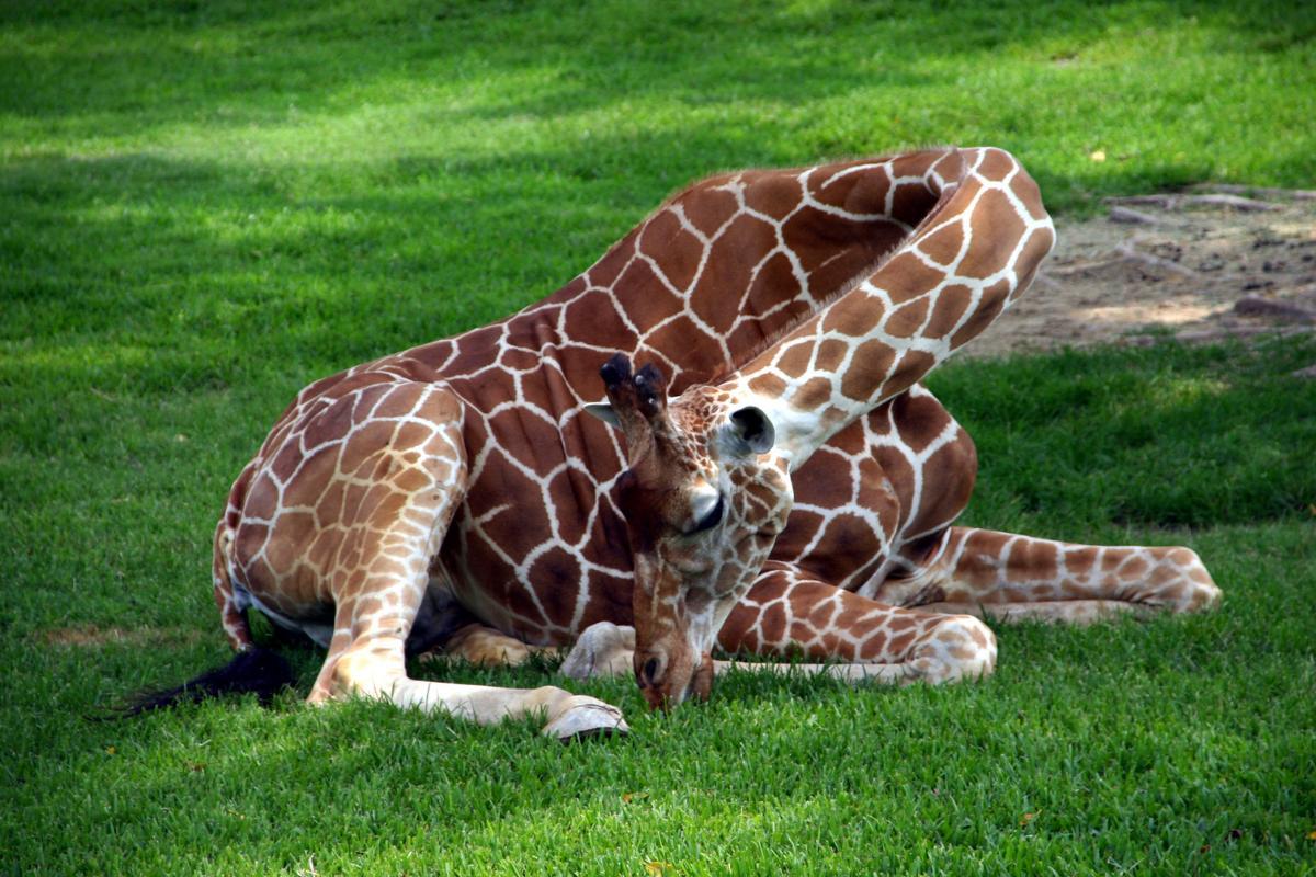 How Do Giraffes Sleep? - Sleeping Habits of Giraffes
