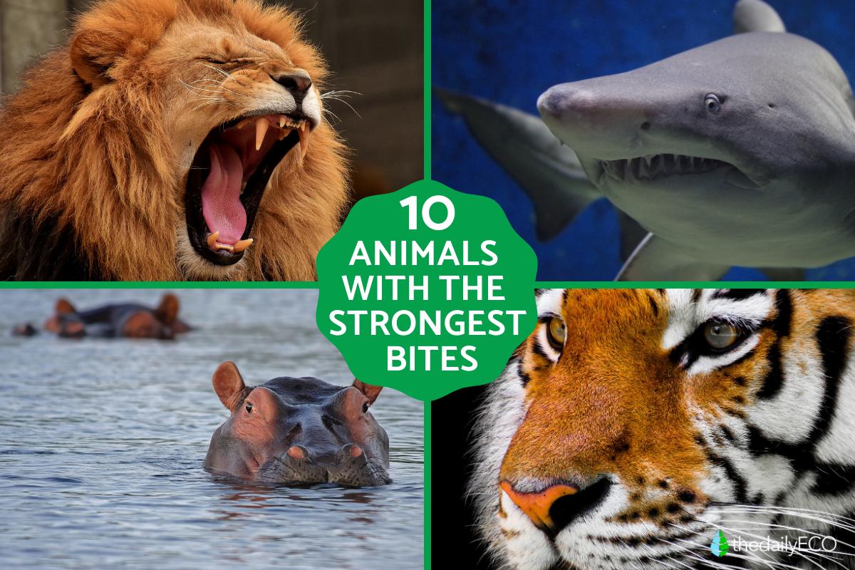 Top 10 Animals with the Strongest Bites - Ranking
