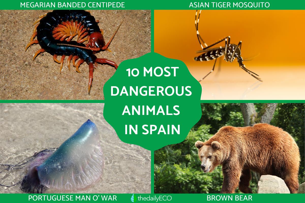 10 Most Dangerous Animals in Spain - With Photos