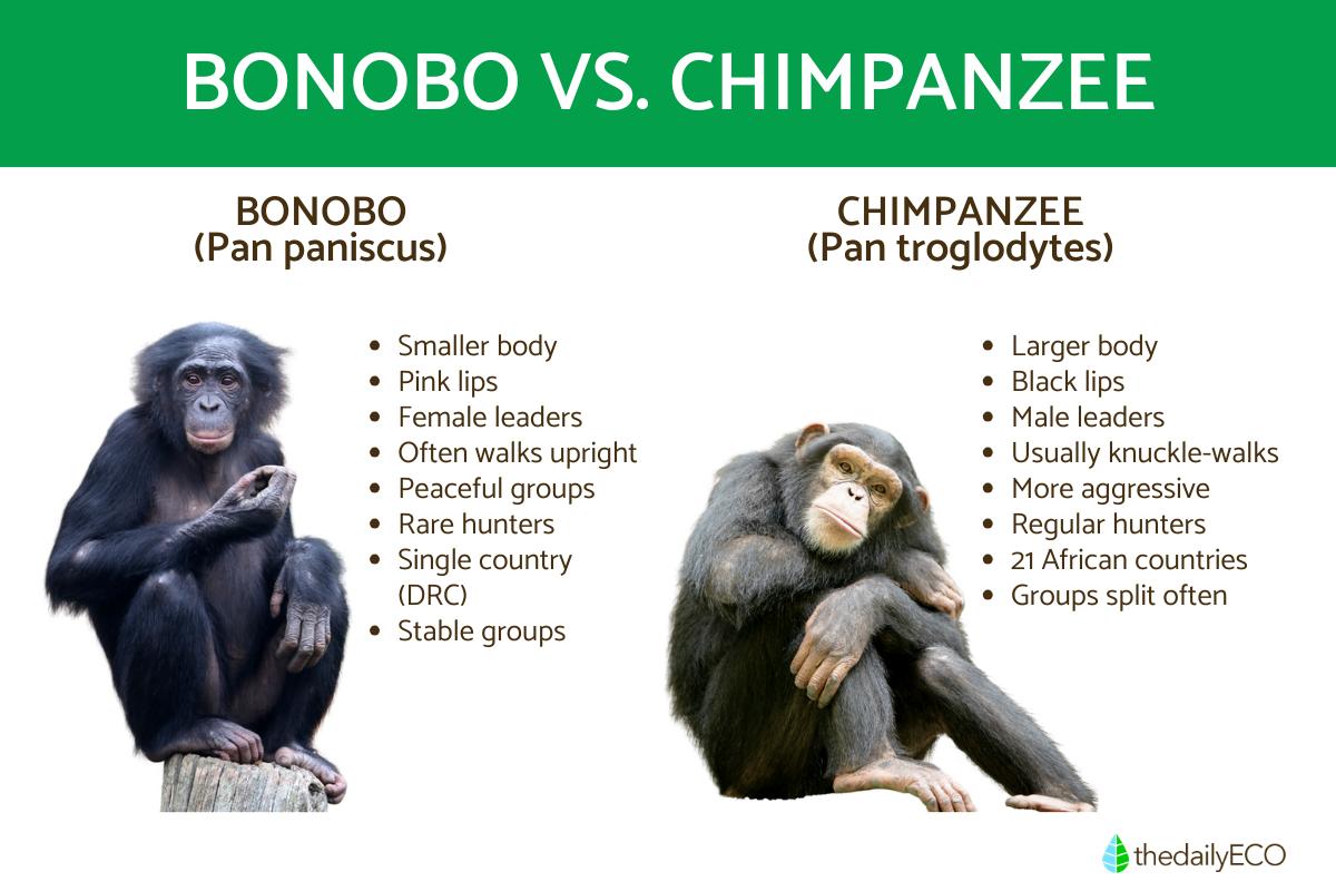 Bonobo vs. Chimpanzee - Key Differences Explained