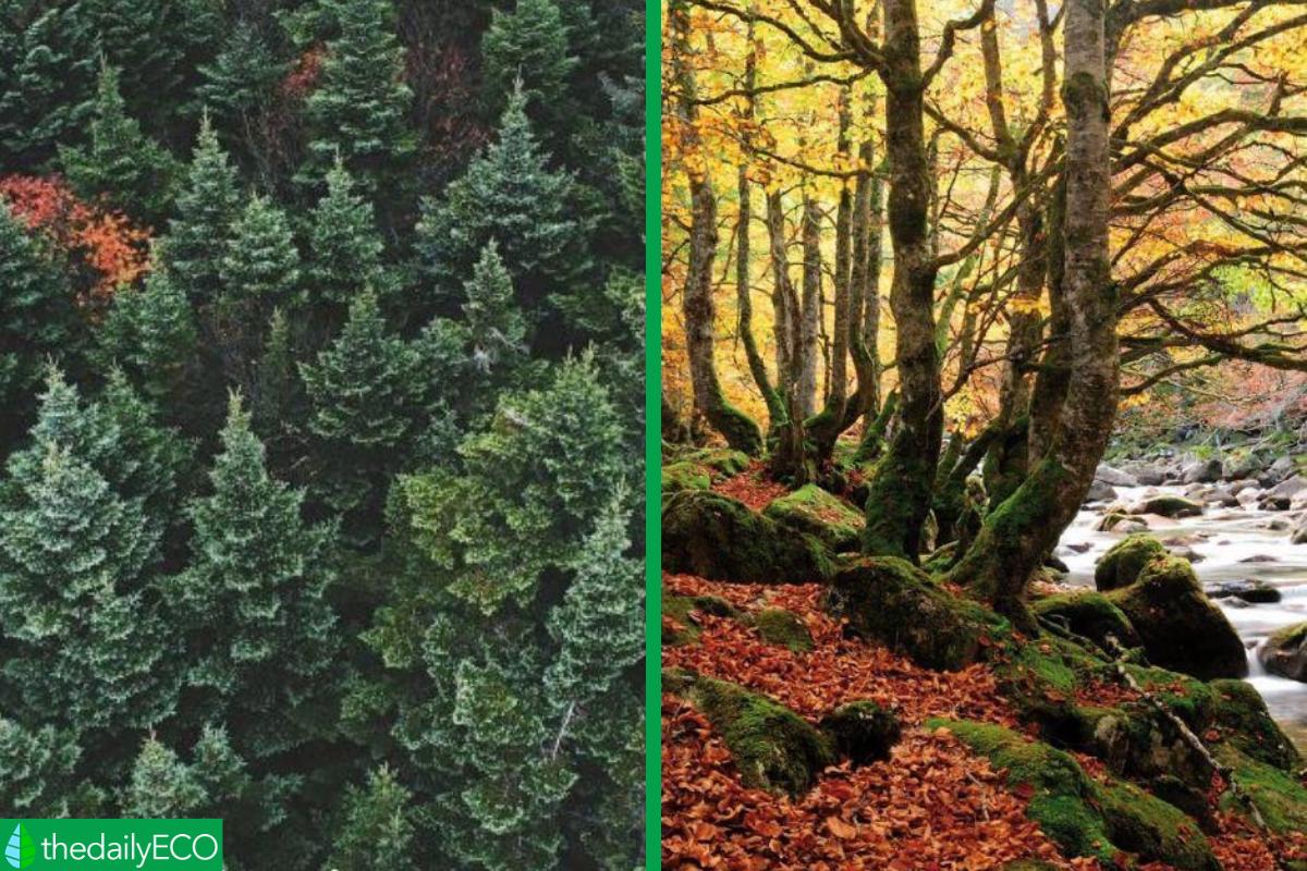 Different Types of Forests - Examples of Forest Types With Photos Different Types of Forests - Examples of Forest Types With Photos