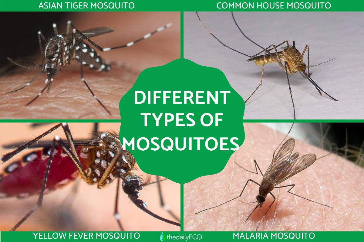 Different Types of Mosquitoes - Mosquito Species With Photos