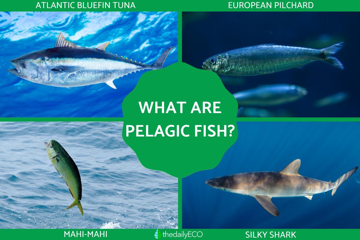 What Is a Pelagic Fish? - With Types and Examples