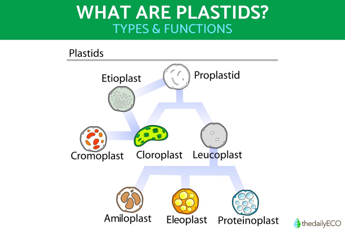 What Are Plastids in Plant Cells? - Plastid Types and Functions