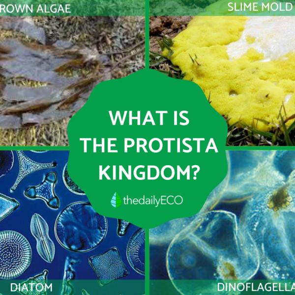 Protist Kingdom