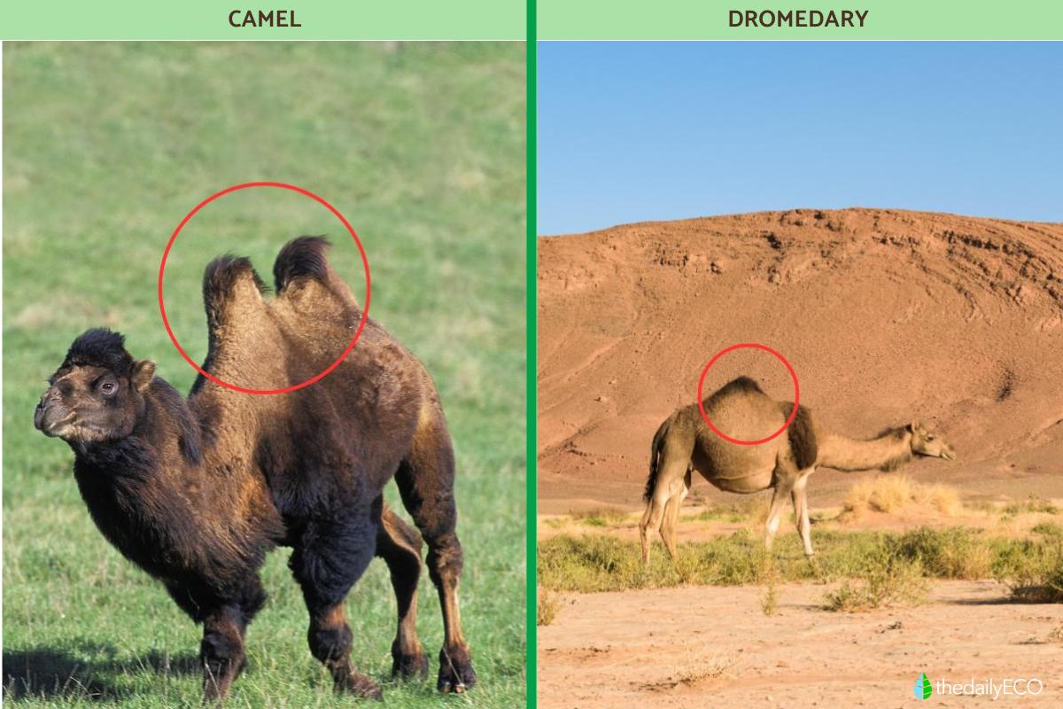 Camel vs. Dromedary - A Complete Guide to Key Differences