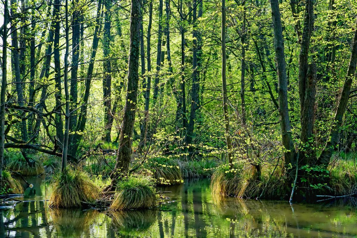What Are Swamps? - Definition, Characteristics and Types