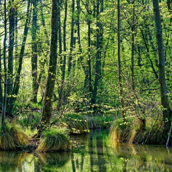 Swamp Definition