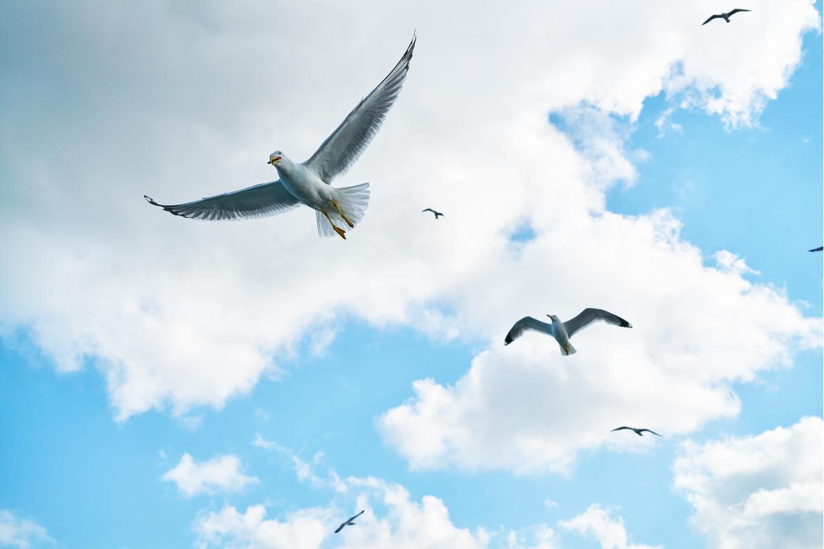 What Makes up the Air We Breathe? - Composition, Properties, & Role in ...