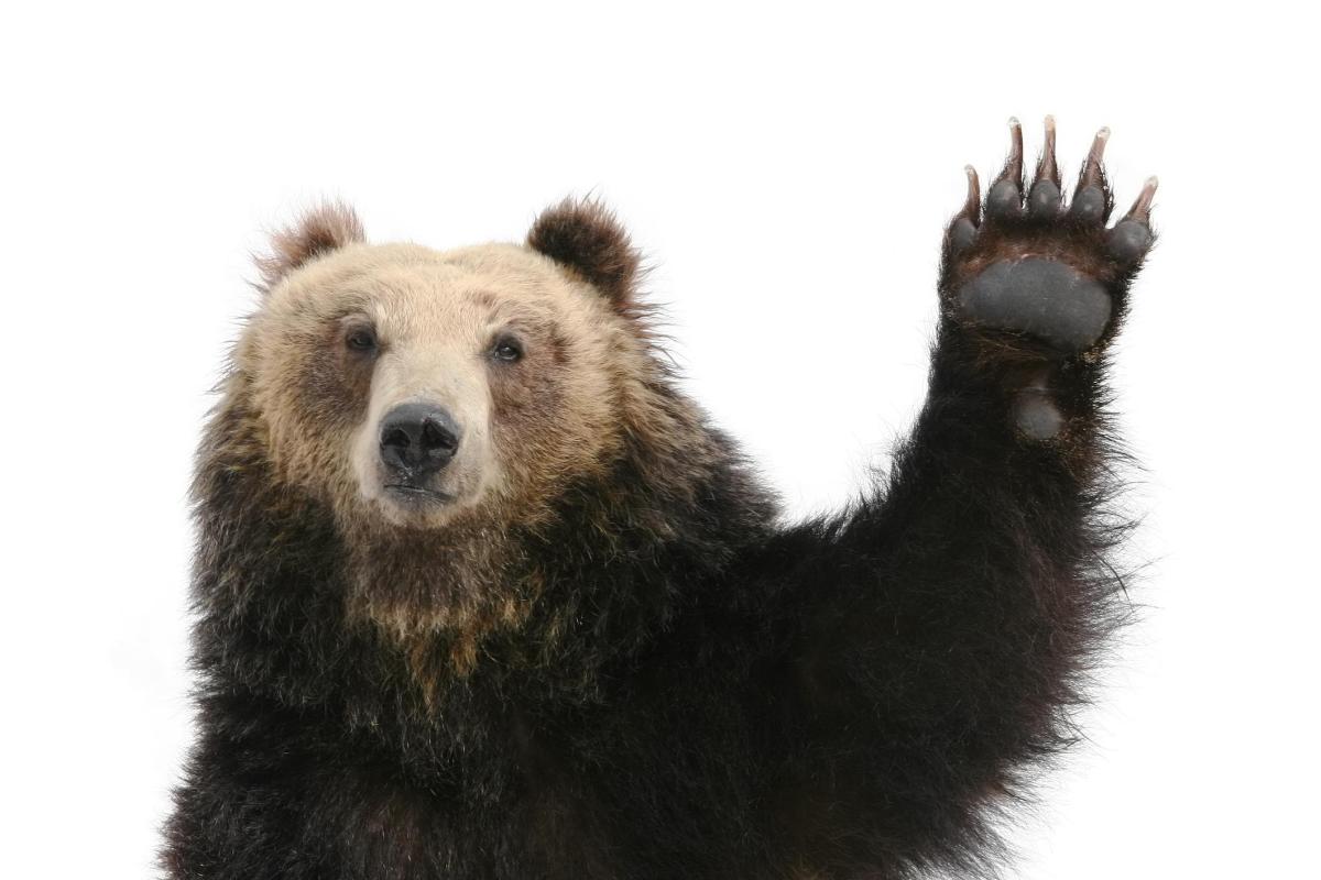 Plantigrades Meaning and Examples of Plantigrade Animals