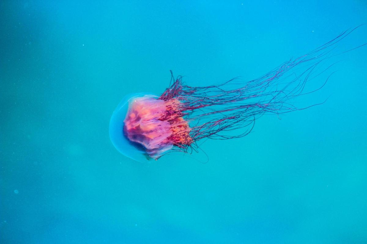 Do Jellyfish Have Brains? - Understanding the Intelligence of Jellyfish