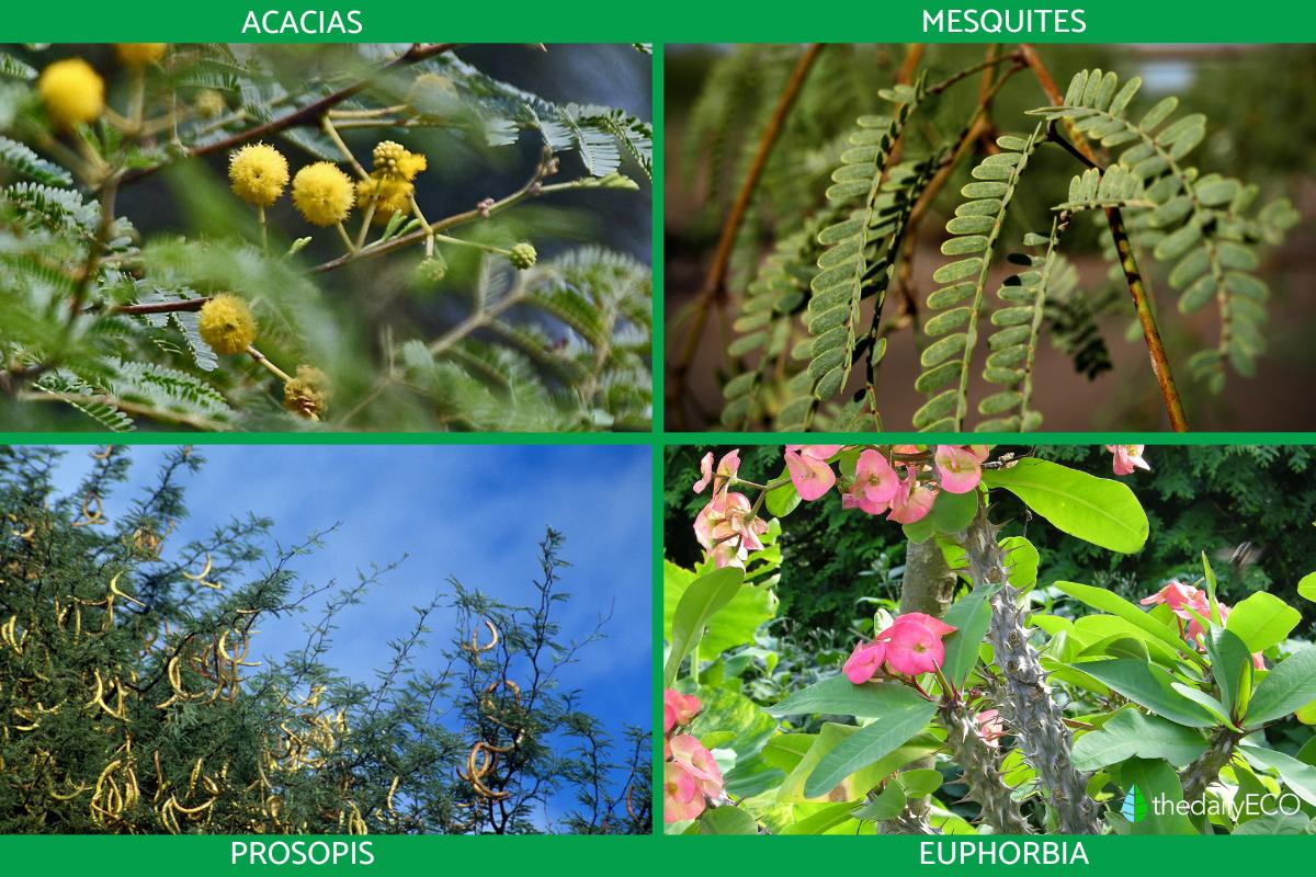 Thorn Forest - Definition, Characteristics, Plants and Animals