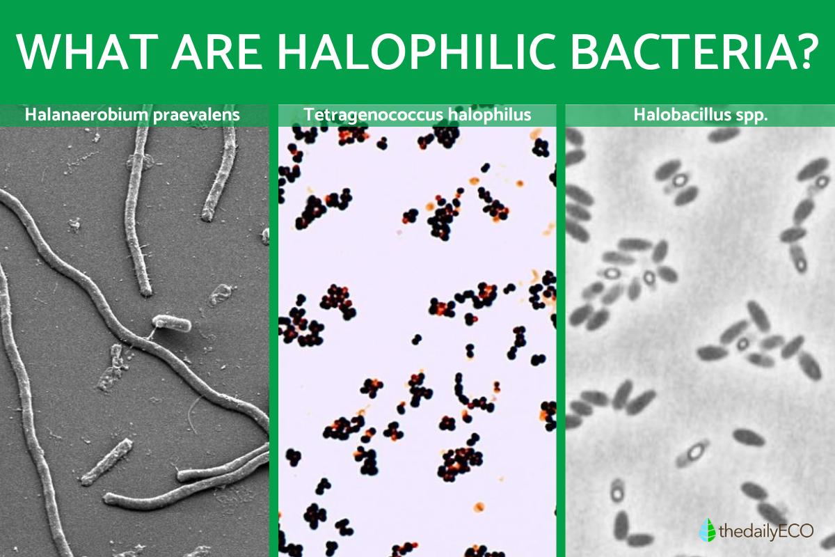 Halophilic Bacteria - Definition, Characteristics and Examples