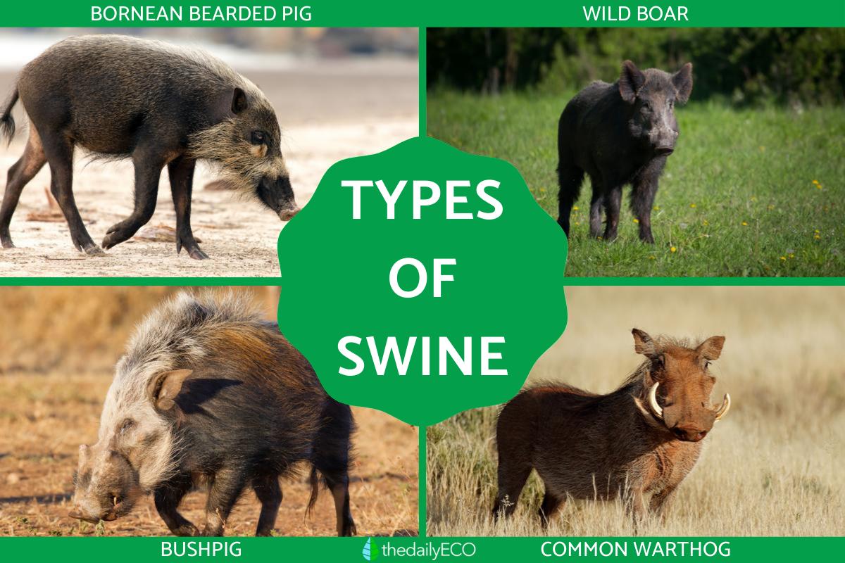 Different Types of Swine Species - Family Suidae Examples