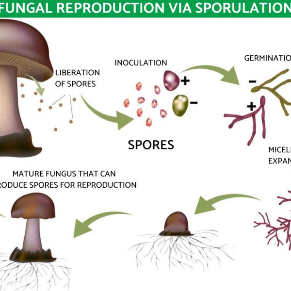 Sporulation Asexual Reproduction