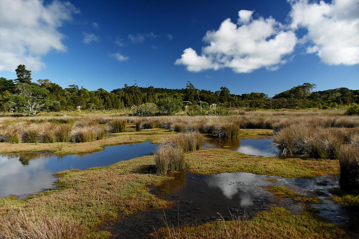 What is a Mixed Ecosystem? - Types and Examples