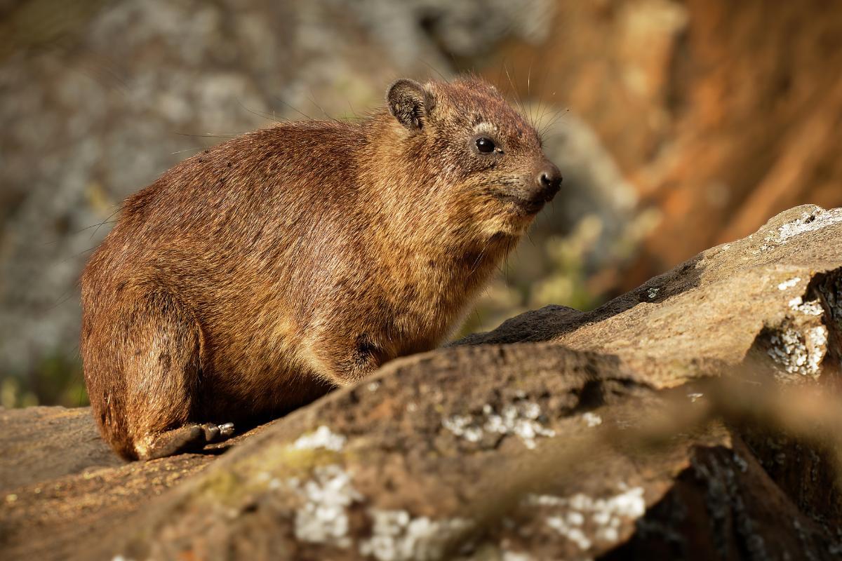 What Is a Hyrax Animal? - Habitat, Diet Reproduction & More