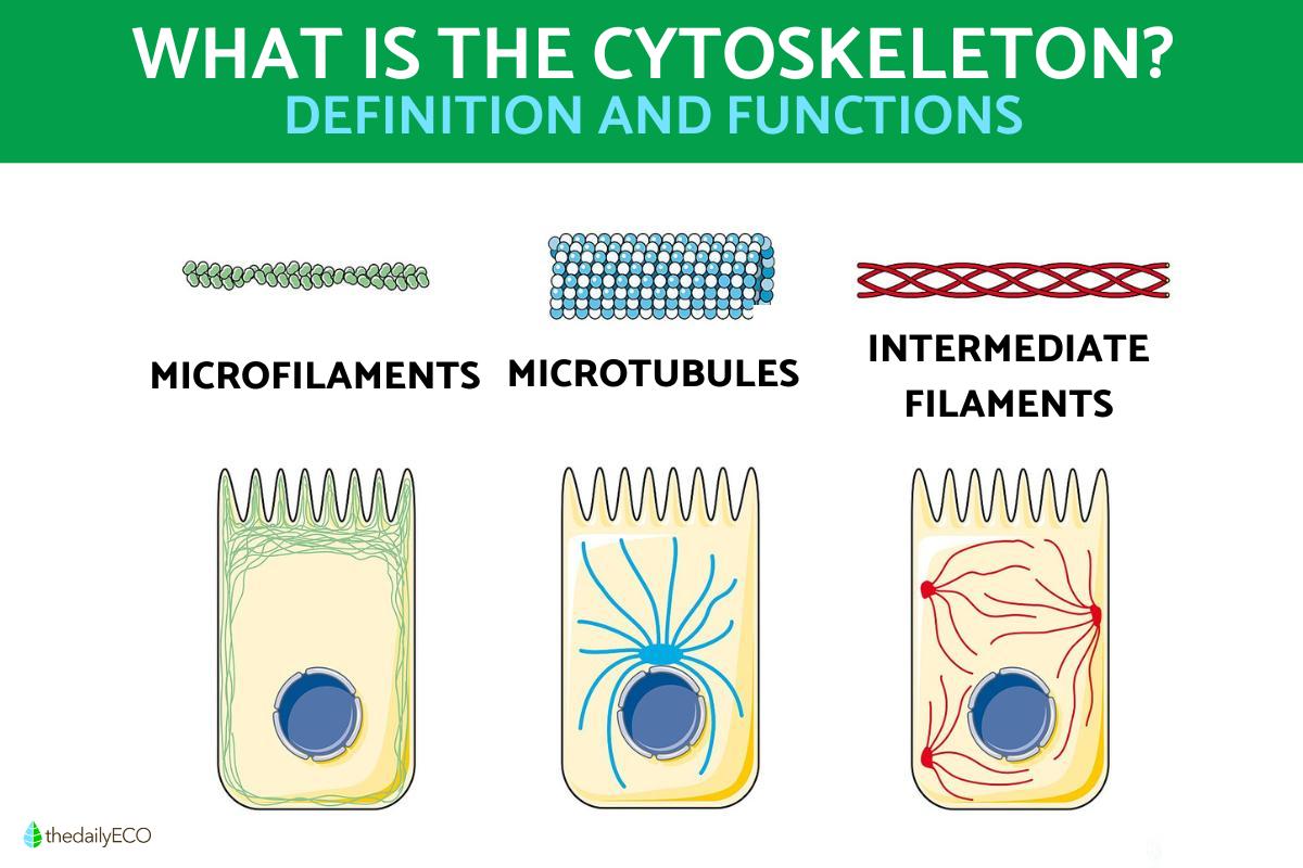 What is the Cytoskeleton and Its Functions? - Definition and Structure