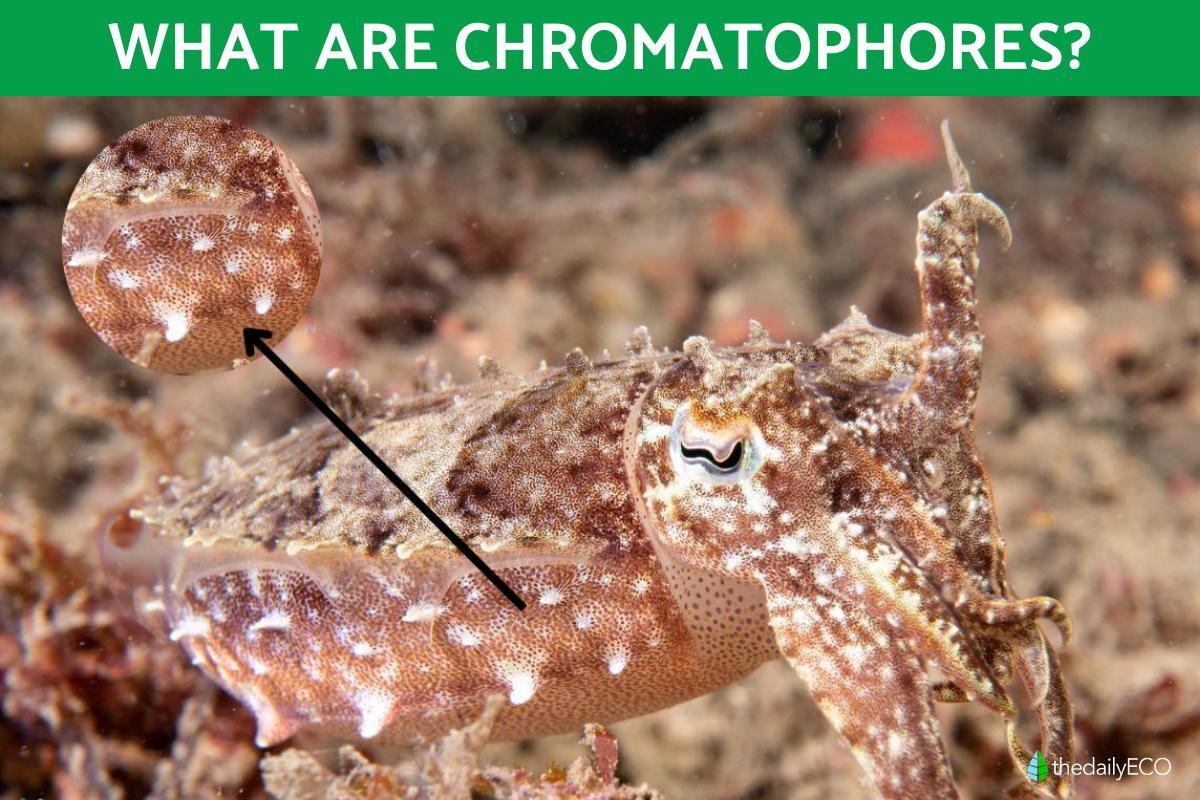 What Are Chromatophores and How Do They Work? - Chromatophore Types and ...
