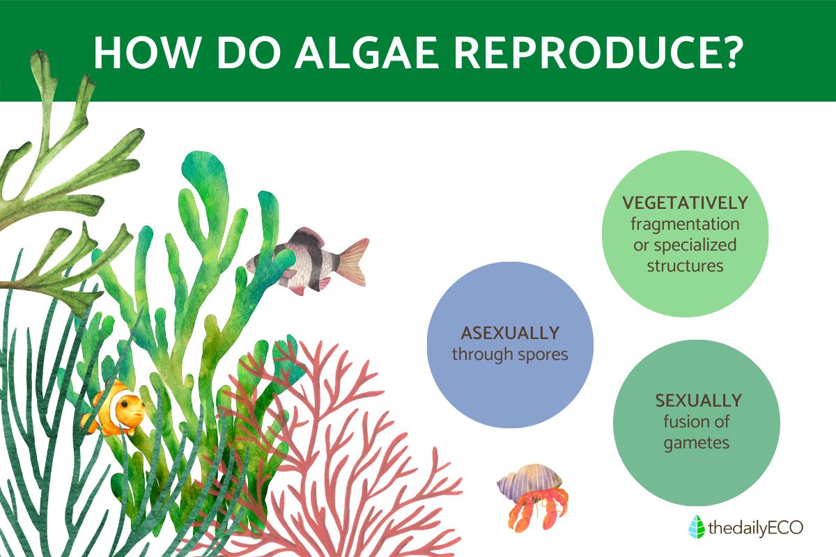 Algae Reproduction Explained - Methods & Life Cycle