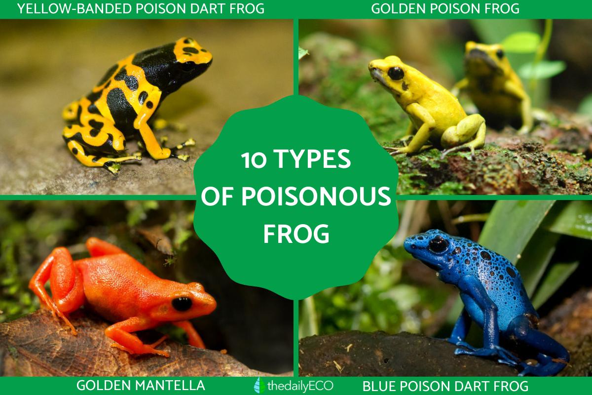 10 Types Of Poisonous Frog Species With Photos