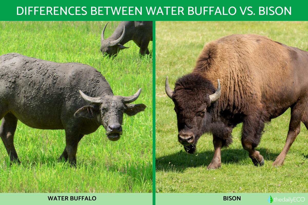 Differences Between Bison vs. Buffalo - With Photos