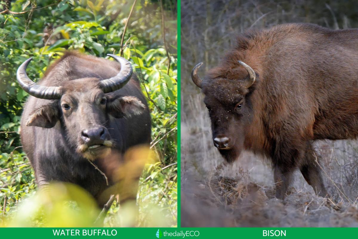 Differences Between Bison vs. Buffalo - With Photos Differences Between Bison vs. Buffalo - With Photos