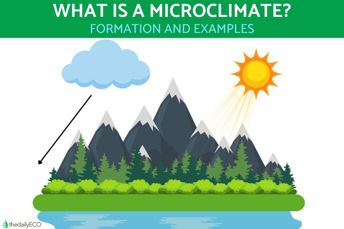 What Is a Microclimate in Geography? - Formation and Examples
