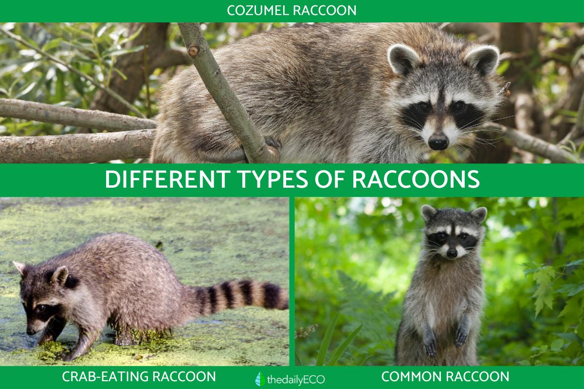 3 Different Types of Raccoons - Racoon Species With Photos
