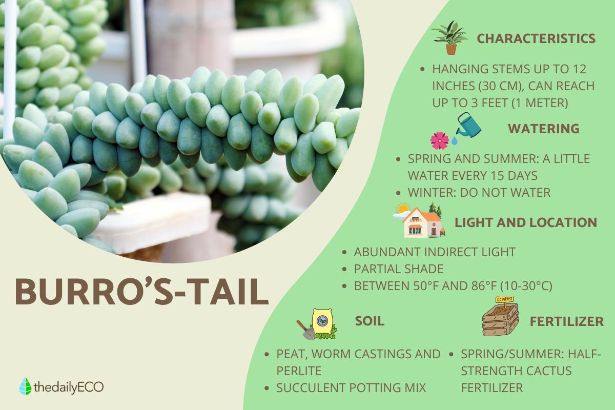 Sedum Morganianum or Burro’s-Tail - Watering, Light & Soil
