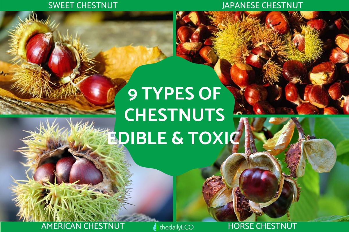 Different Types of Chestnuts - Edible and Toxic With Photos