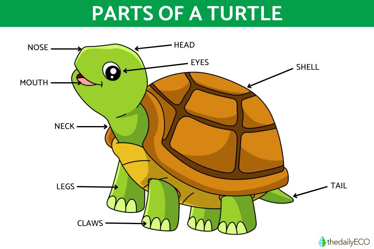Parts of a Turtle - Basic Turtle Anatomy