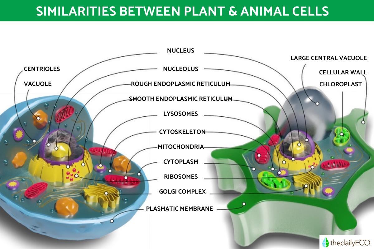 Plant Or Animal Cells Which Is Depicted Greenvilleonline Plant Or Animal Cells Which Is Depicted Greenvilleonline